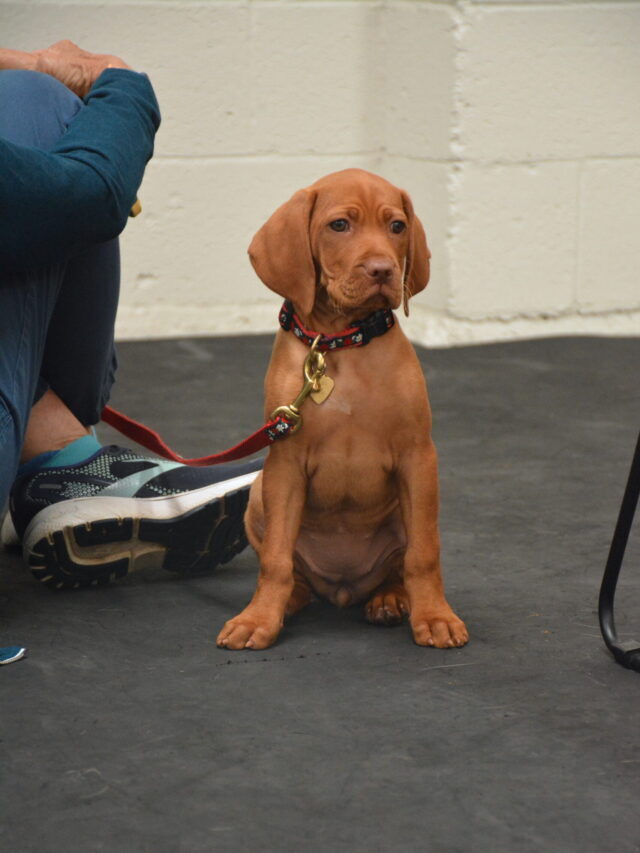 Midtown Mutts | Sacramento Certified Dog Training and Boutique